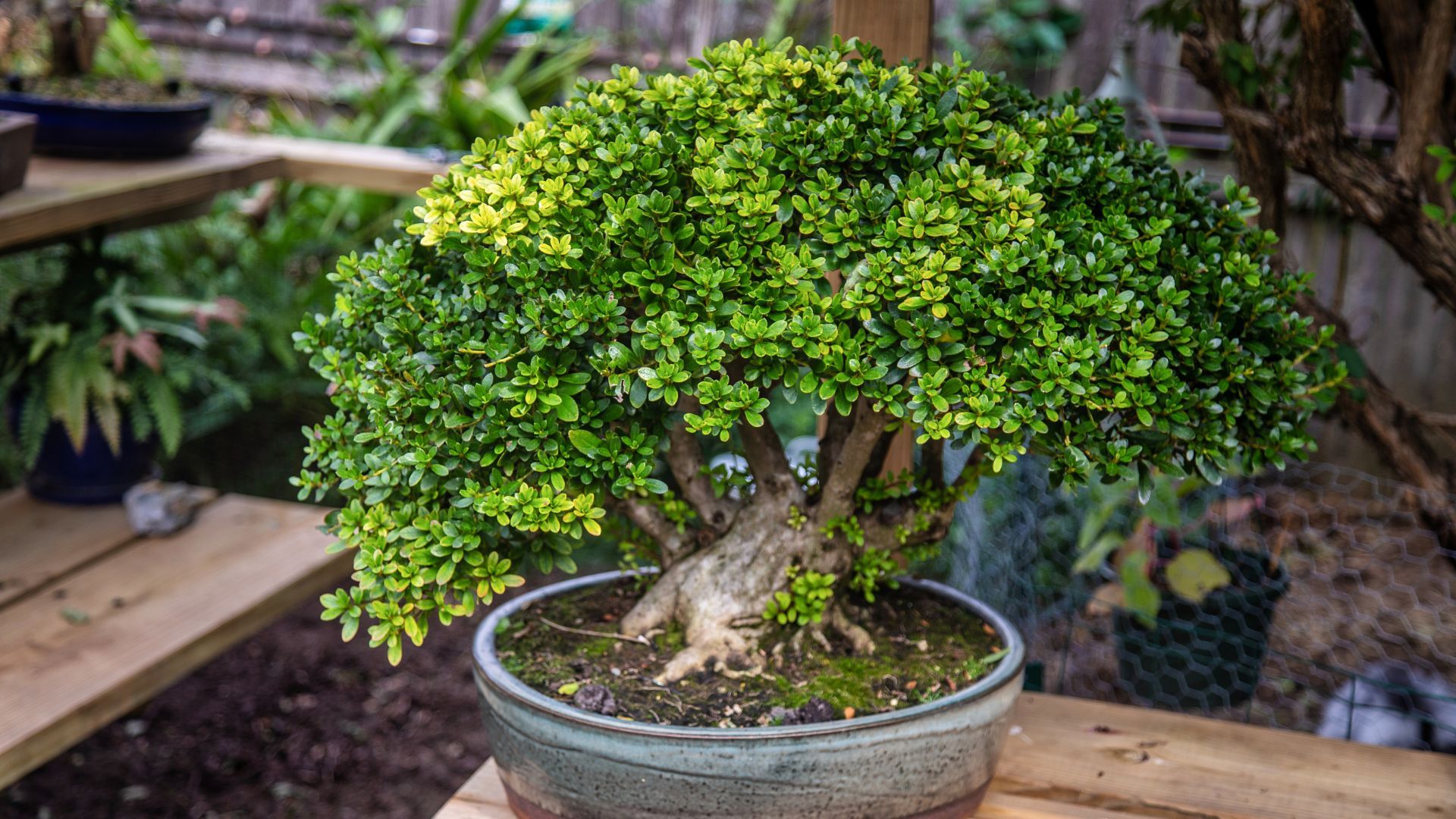 Gallery - Holistic Bonsai